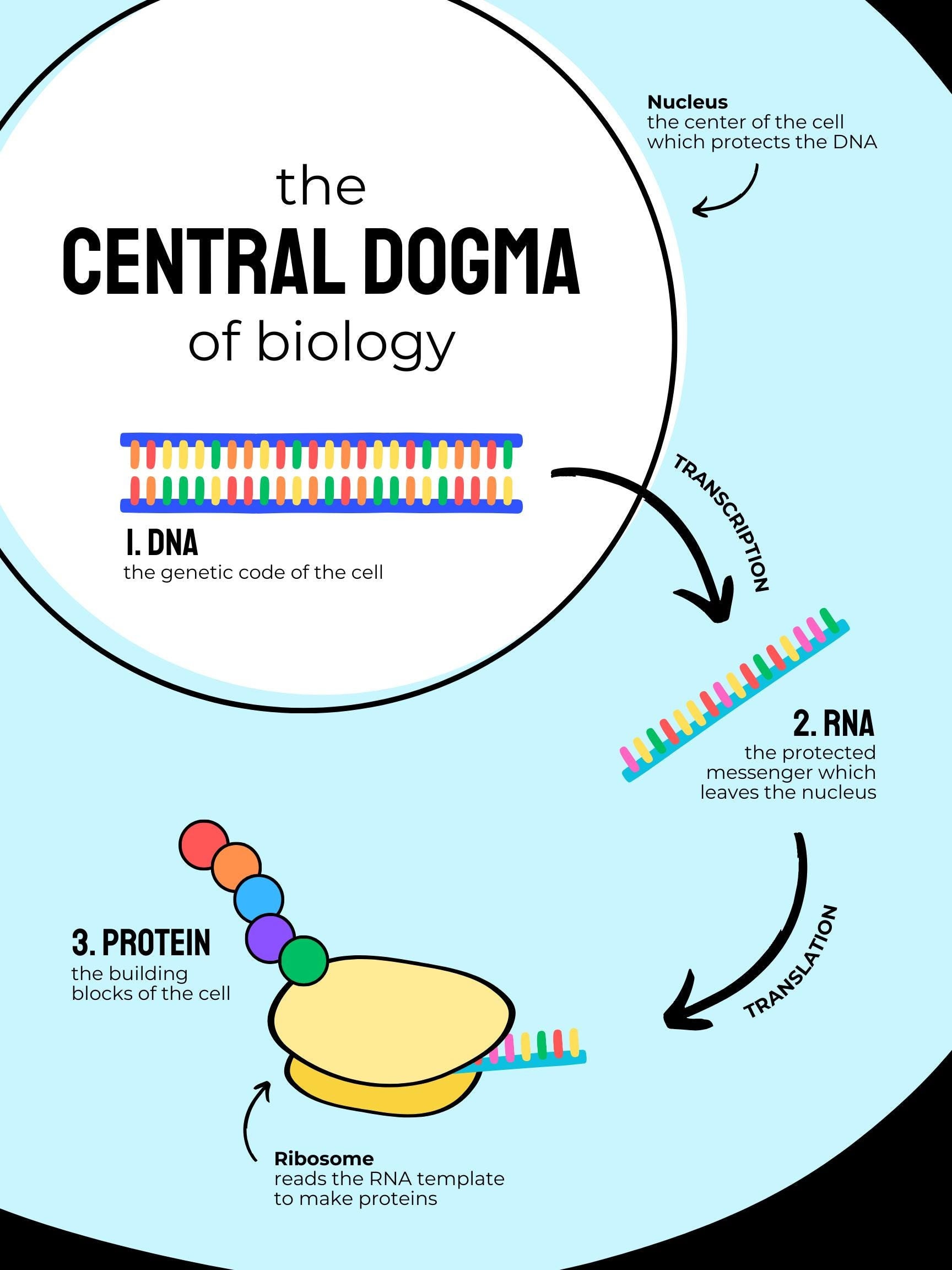 Biology Central Dogma Educational Poster - Etsy