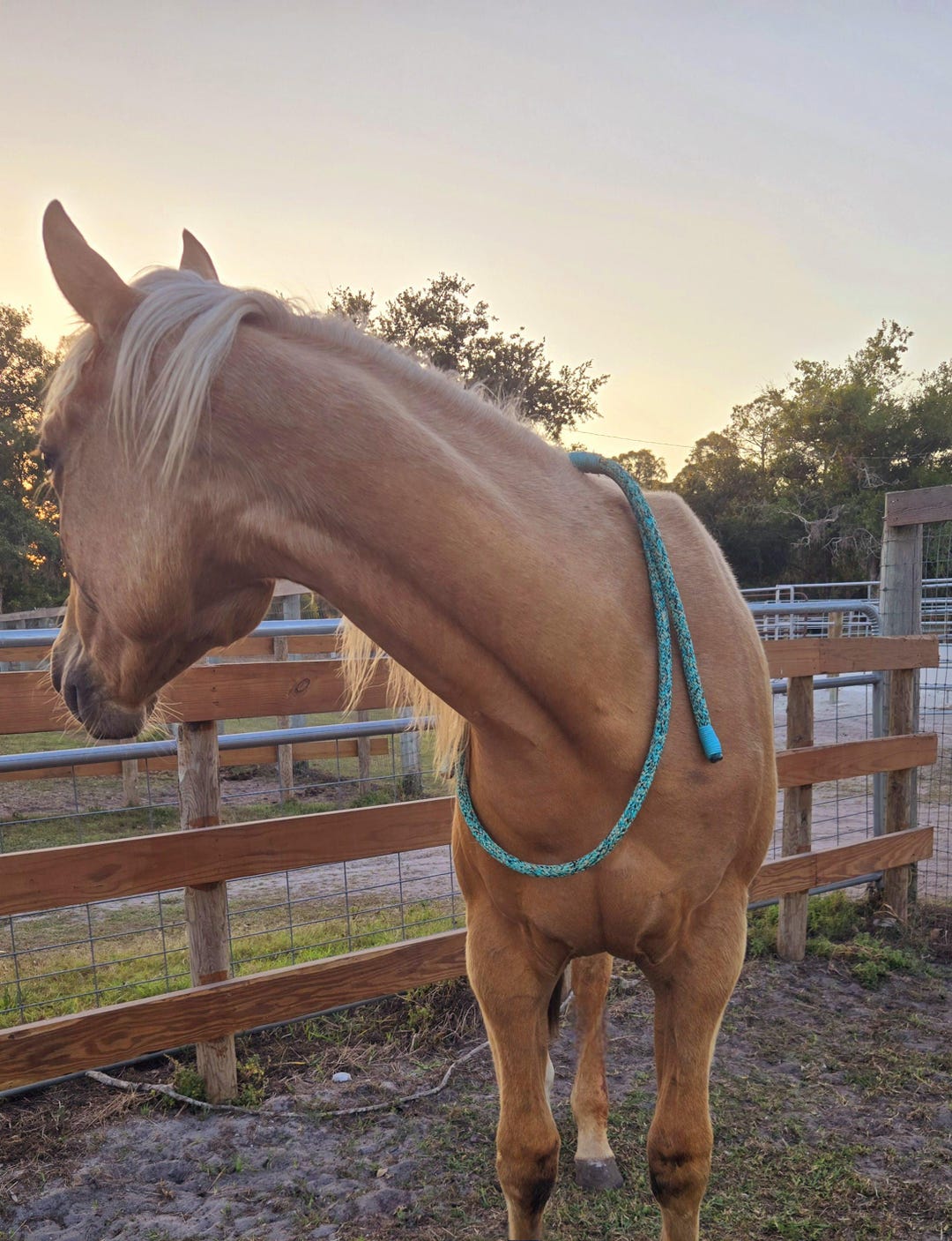 Custom Horse Neck Rope/cordeo, Liberty Rope, Yacht Rope Neck Rope, Neck ...