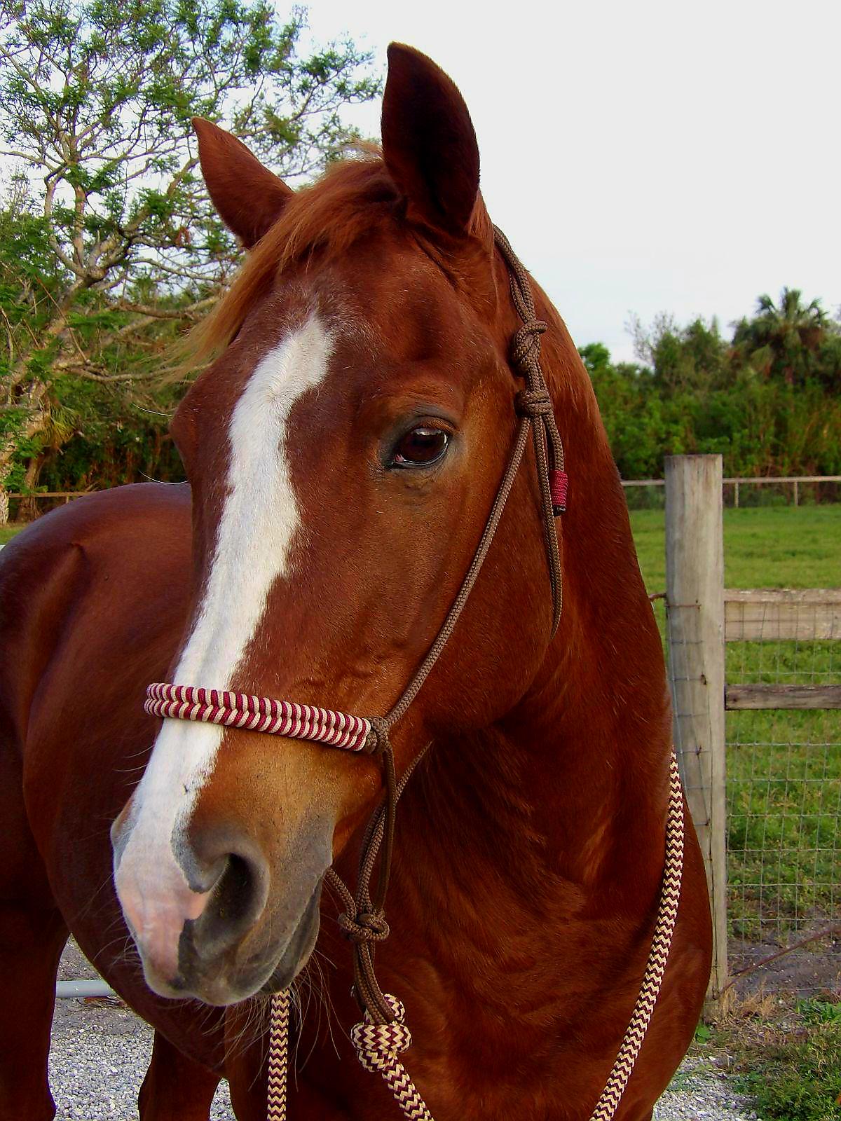 Custom Horse Halter With Braided Noseband, Yacht Rope Horse Halter ...