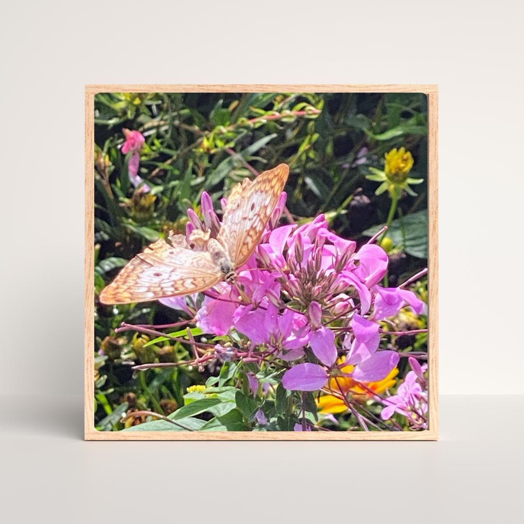 Magenta Spider Flower & White Peacock Butterfly Digital Print – Nature ...