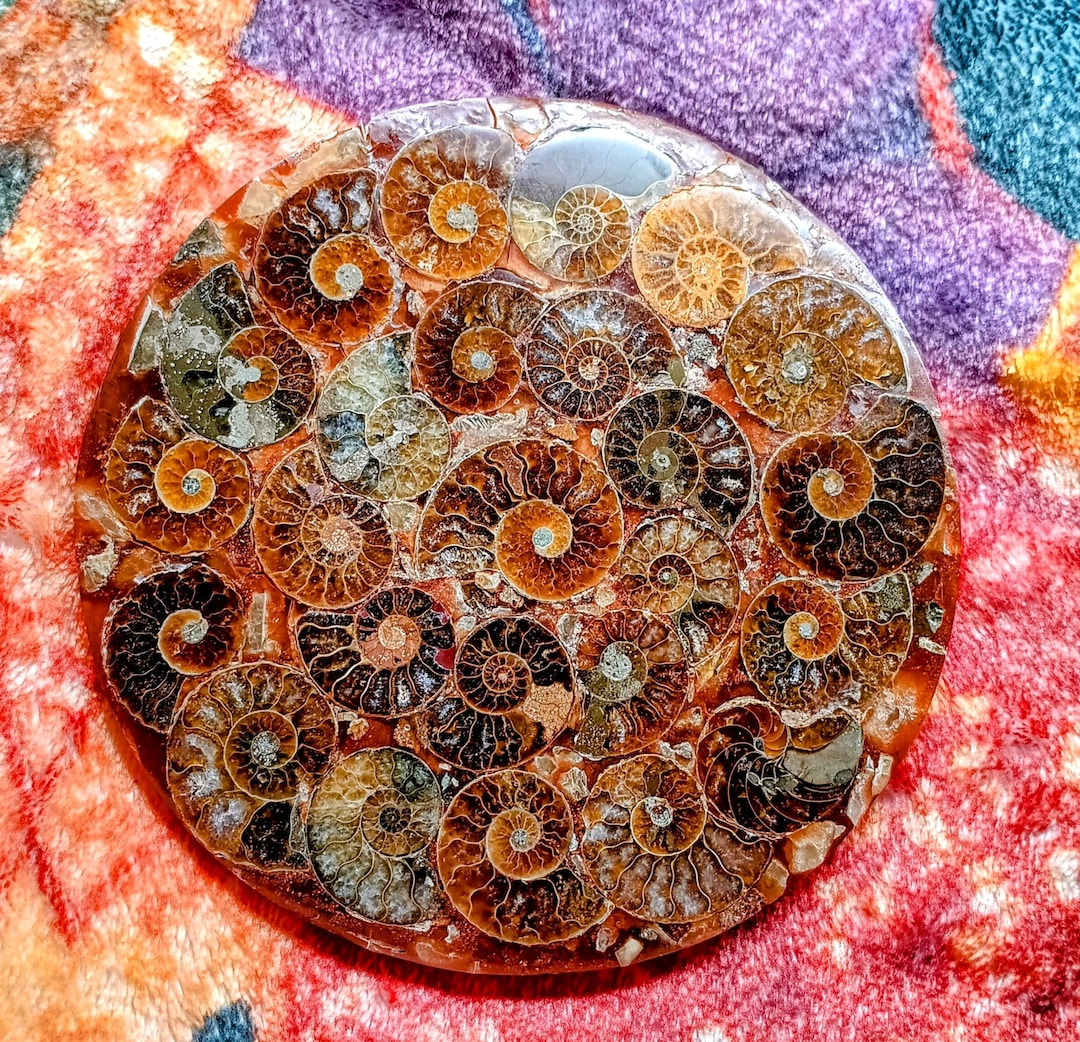 Ammonite Fossil Disk Fossilized Ammonite Extinct 66 Million Yrs Ago ...