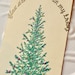 Classic Fir Tree Rubber Stamp From Oldislandstamps - Etsy
