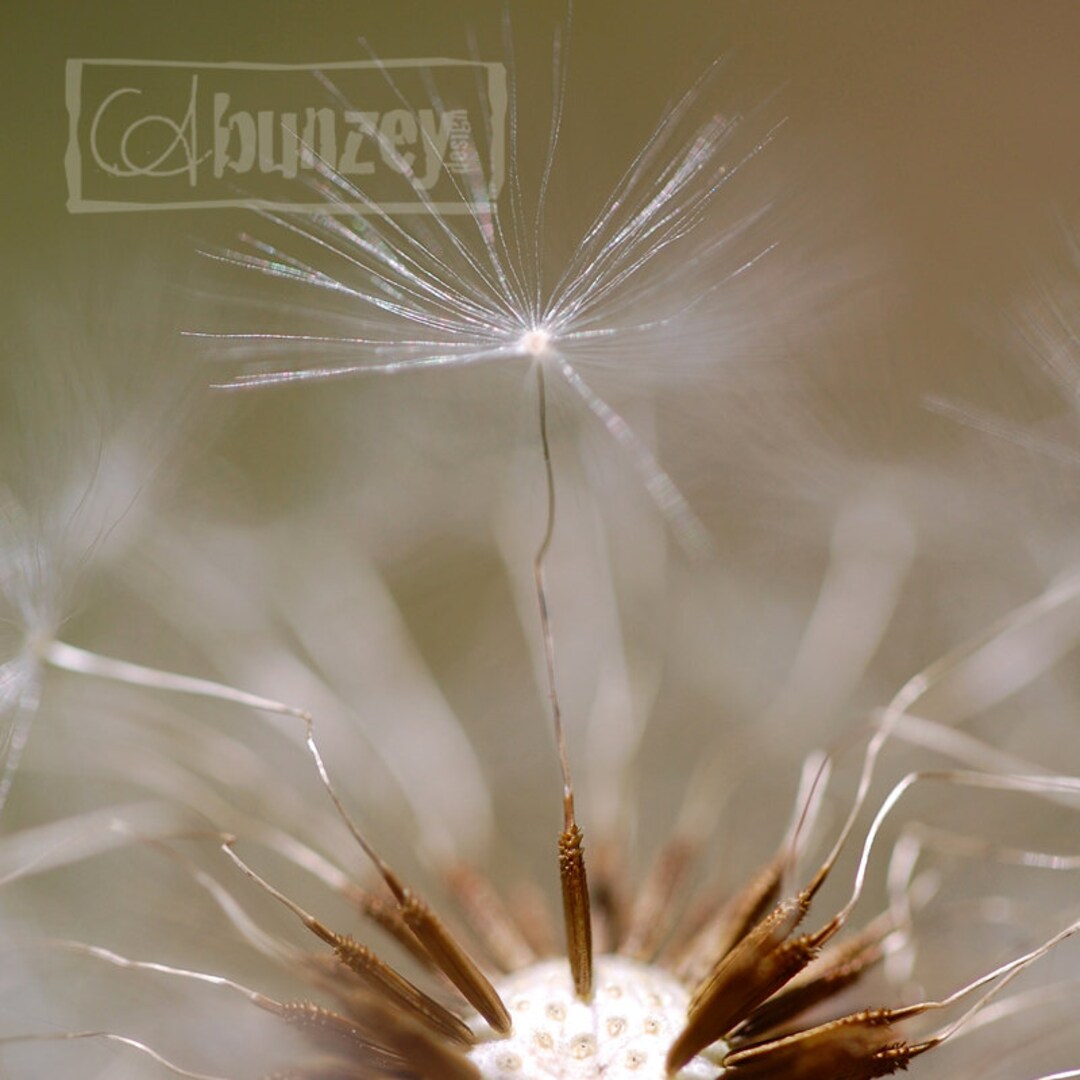 Dandelion Fluff 2, 10 X 10 Photo Print, Nature/macro Photography - Etsy