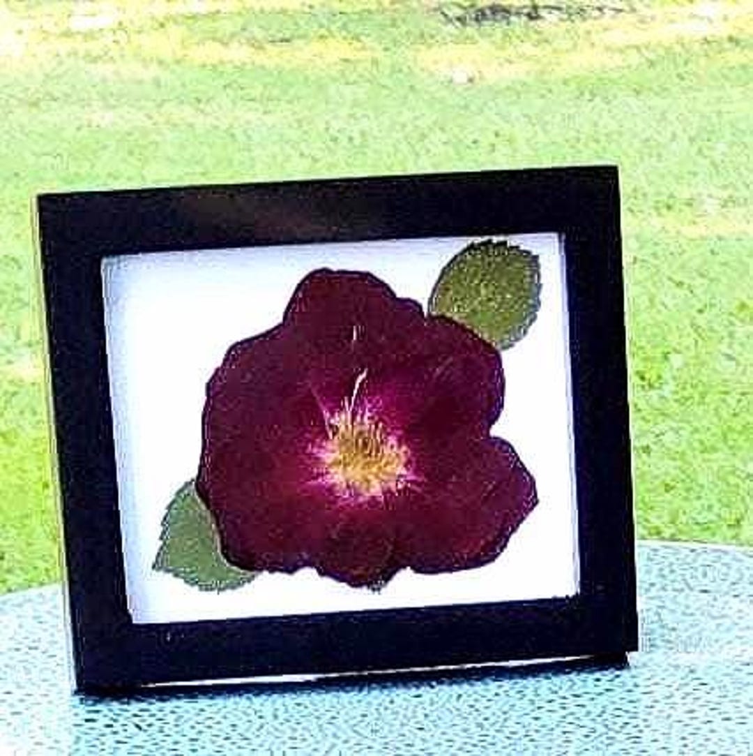 Framed Pressed Red Rose Art: Elegant Tabletop Floral Decor - Etsy