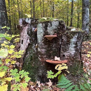 Artist Conk Art | Eco Print | Gift Set | Mushroom | Moon | Canvas ...