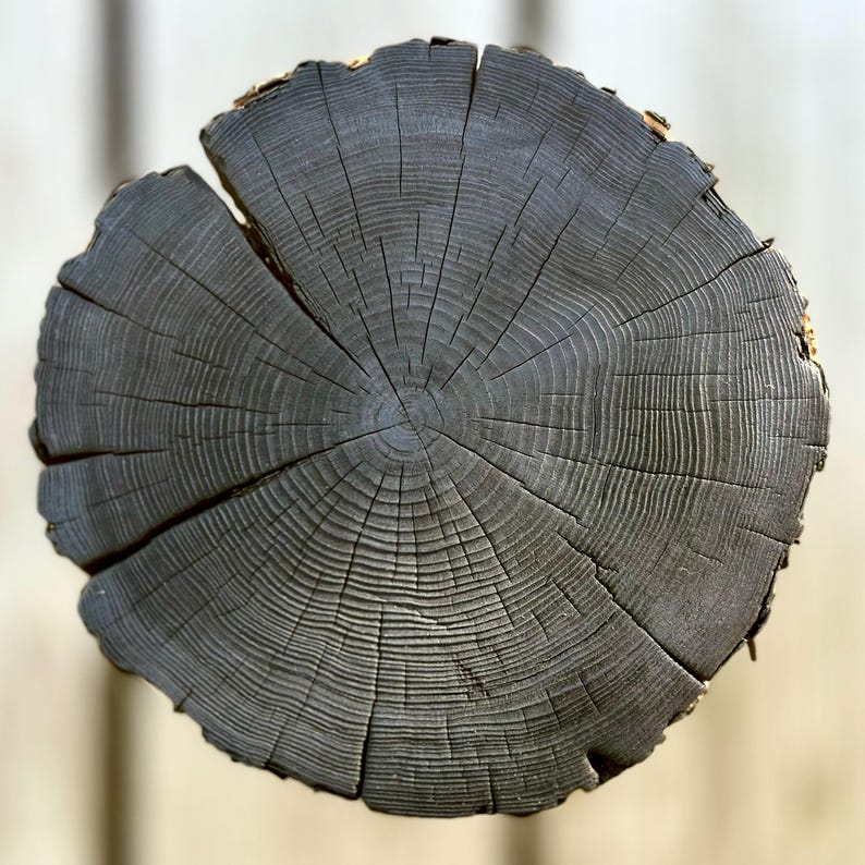 Original Tree Ring Art, Arborist, Forestry, Tree Rounds, Tree Stump ...