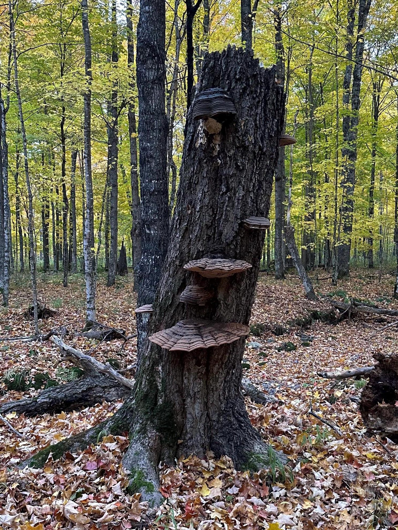 Artist Conk Art | Mini | Eco Print | Gift Set | Mushroom | Forest ...