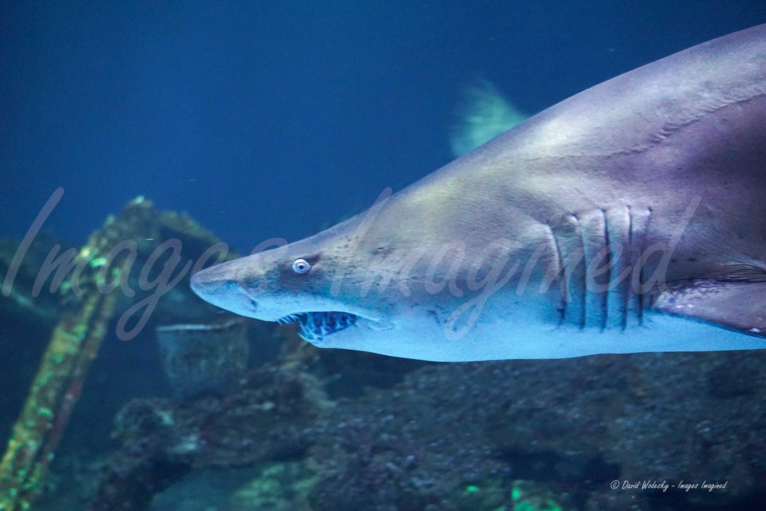 Shark, up Close and Personal - Etsy