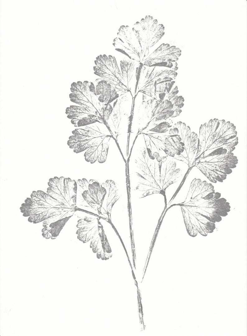 Parsley Monoprint, Botanical Print, Original Art, 8.5 X 11 Inch ...