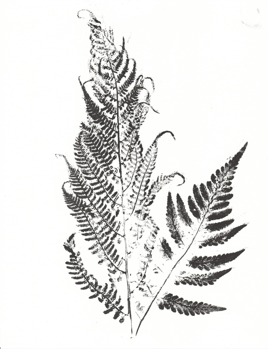Ferns Monoprint, Botanical Print, Original Art, 8.5 X 11 Inch, Black ...