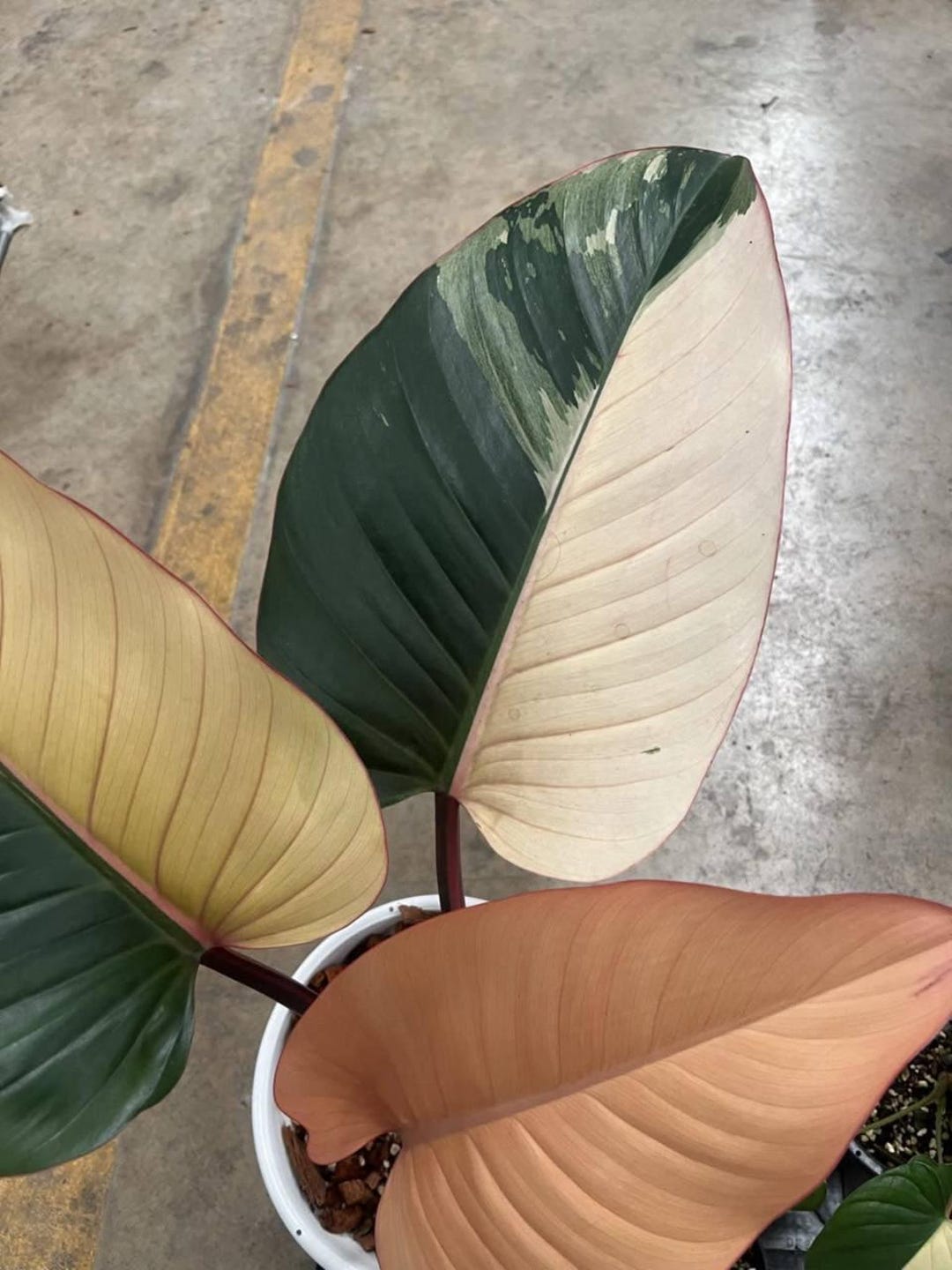 Rare Red and Pink Variegated Congo Plant With Moss Pot - Etsy