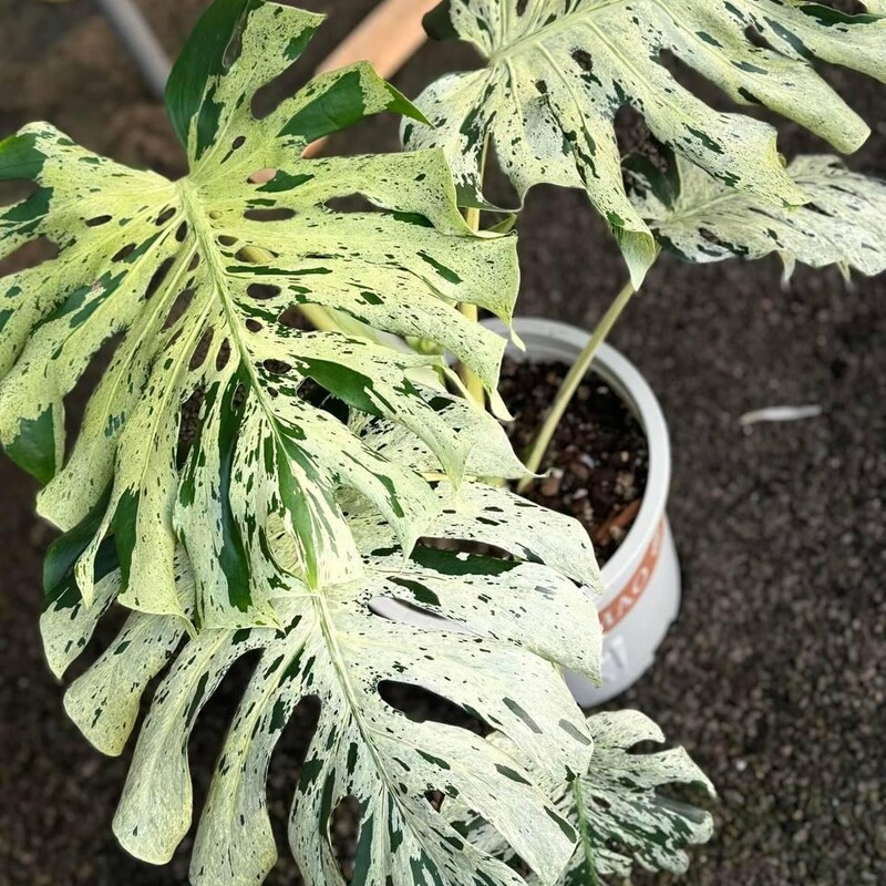 Variegated Monstera Plant - Etsy