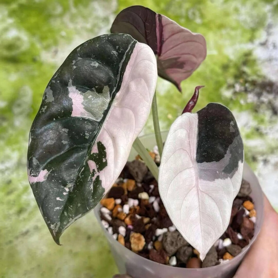 Alocasia Cuprea, Pink Secret Variegated Plant Starter Moss Pot and ...