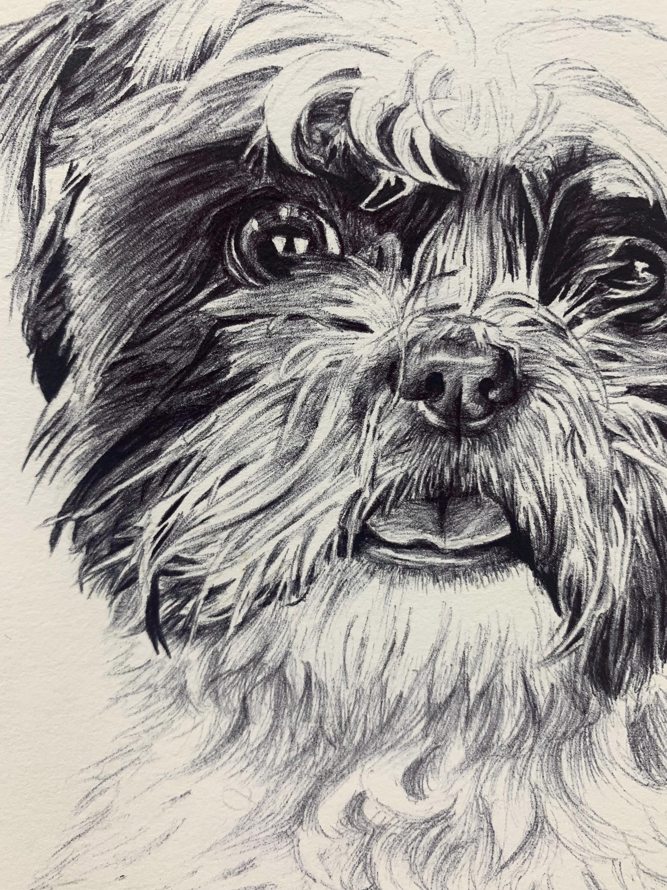 Personalized/customised Dog Drawing. Custom Pet Drawing, Hand Drawn ...