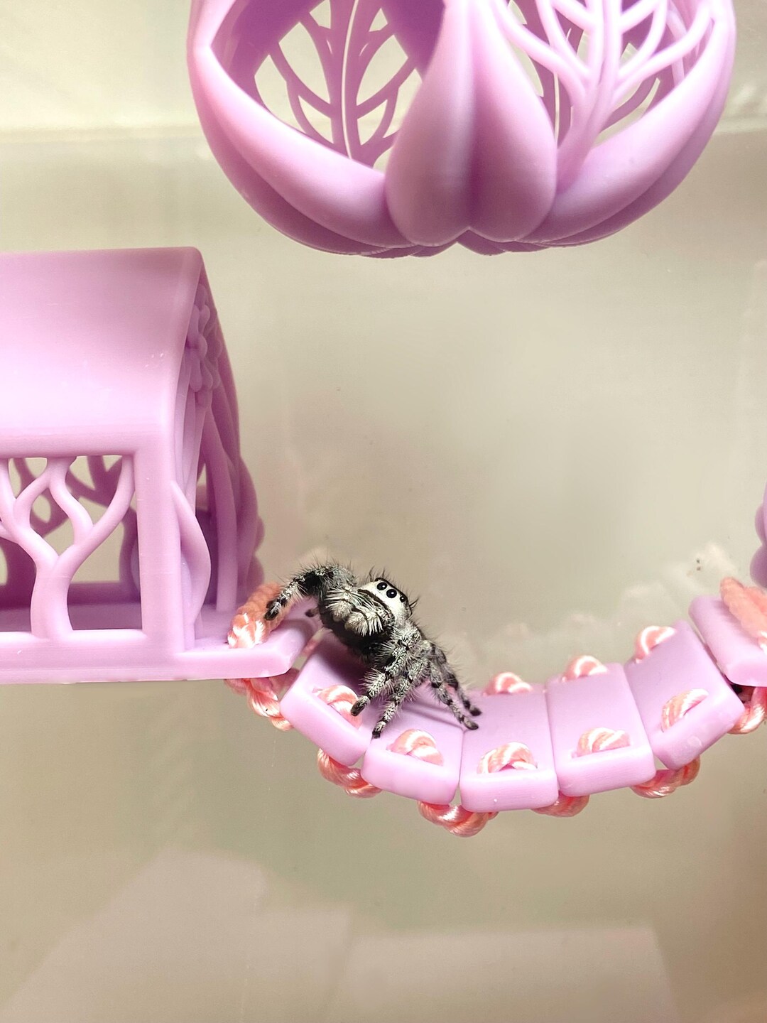 Jumping Spider Hide, Bridge for Jumping Spiders Enclosure - Etsy