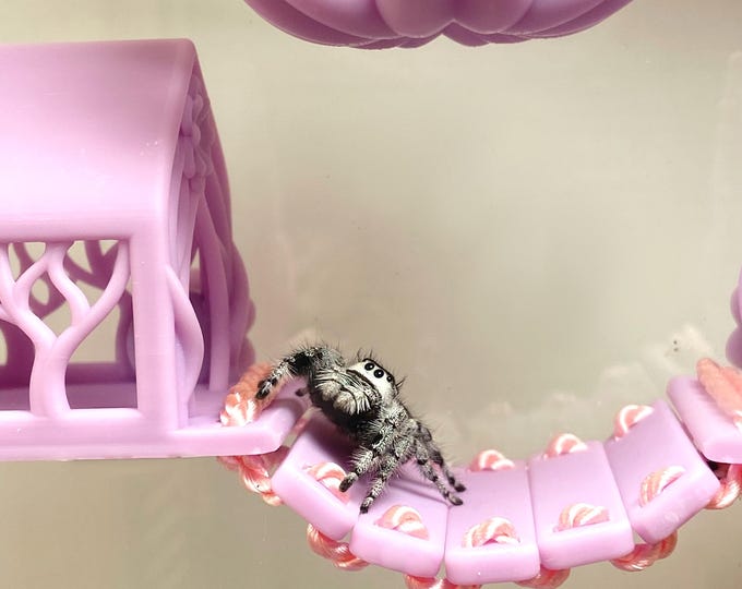 Jumping Spider Hide, Bridge for Jumping Spiders Enclosure - Etsy