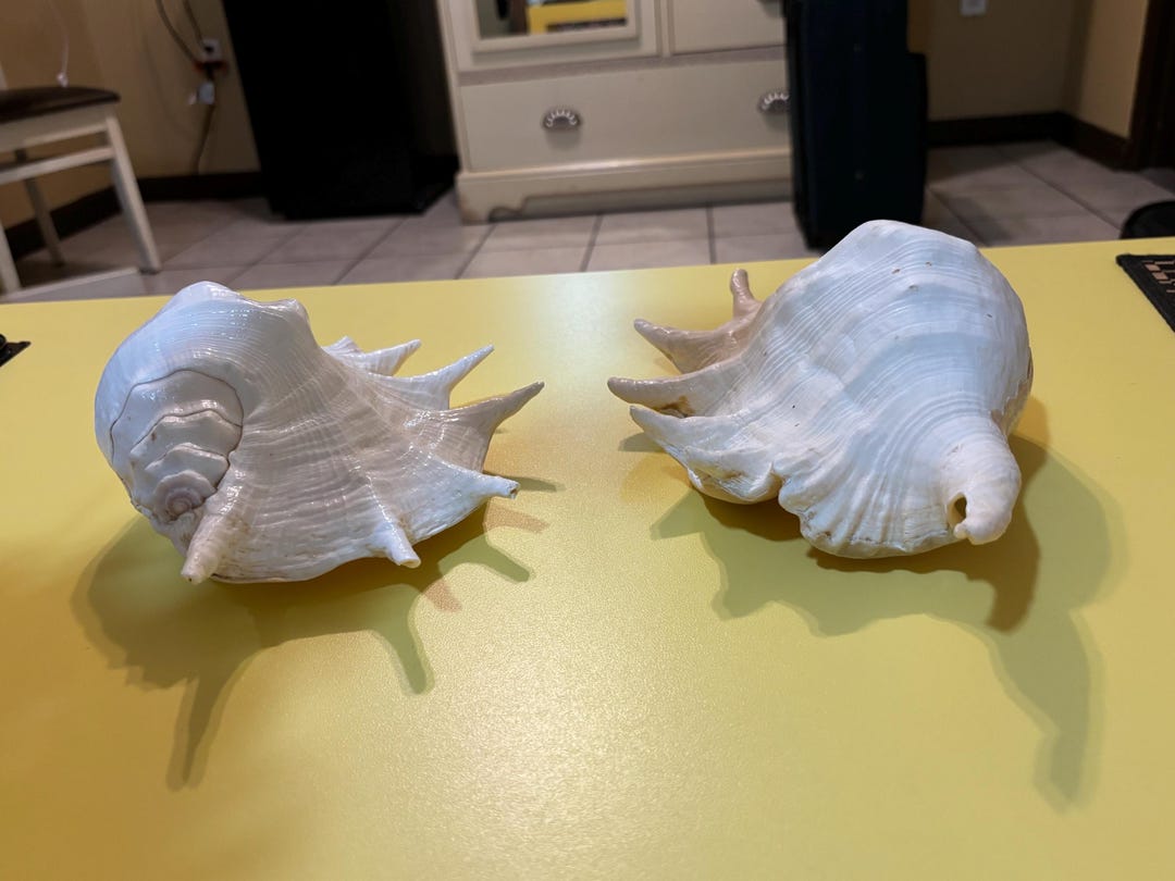 Vintage Large Lambis Lambis Shell, Vintage Spider Conch Shell, Vintage ...
