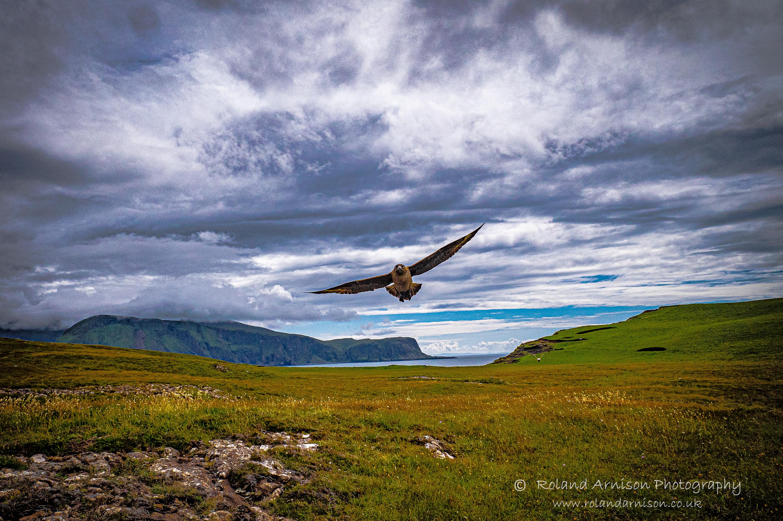 A Photographic Art Print of a Great Skua Flying Straight at Me Printed ...