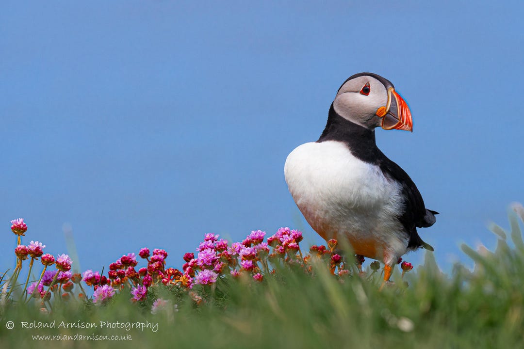 Photographic Art Print of a Puffin With Pink Sea Thrift. Printed on ...