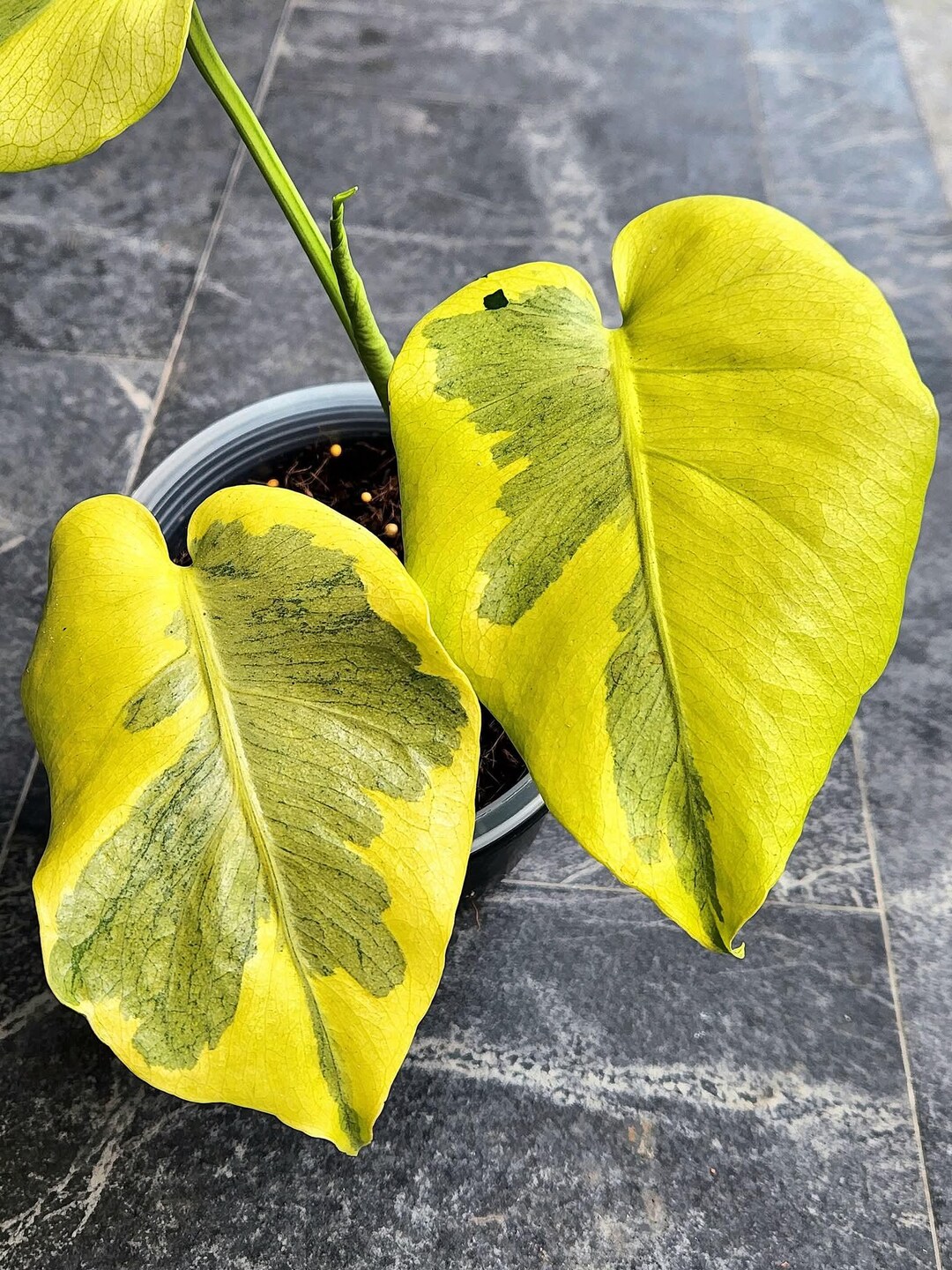 Monstera Yellow Lava Variegated One Leaf Rooted Node Cutting Indoor ...