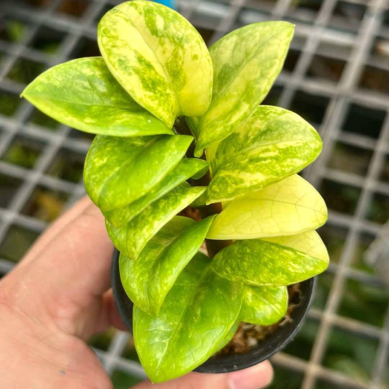 Zz Plant - Etsy