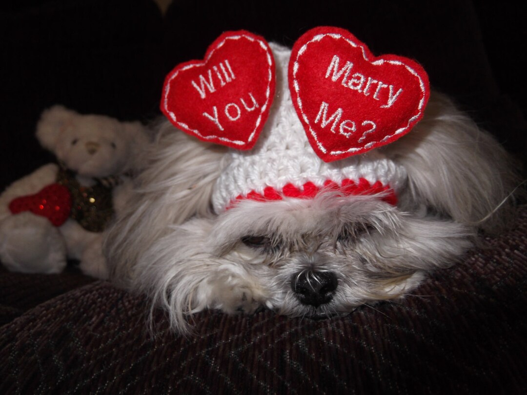 Will You MARRY ME - Wedding Proposal Dog Hat - Floating Hearts ...