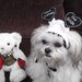 WEDDING PARTY Dog Hat Here Comes the Bride Floating Hearts 2 to 20 Lb ...