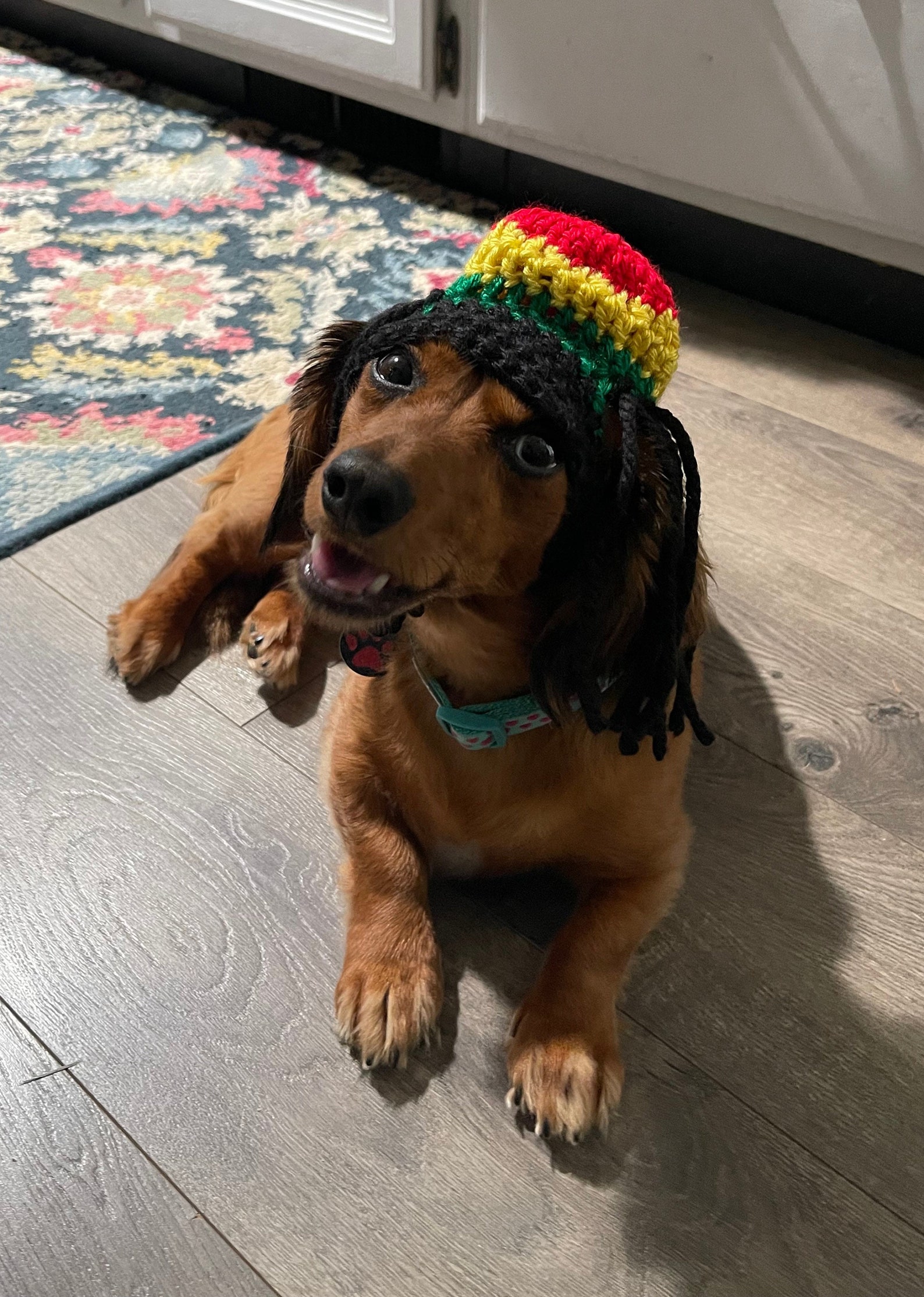 RASTA Pet Hat - With or Without Dreads - Humorous - 2 to 20 Lb Pets ...