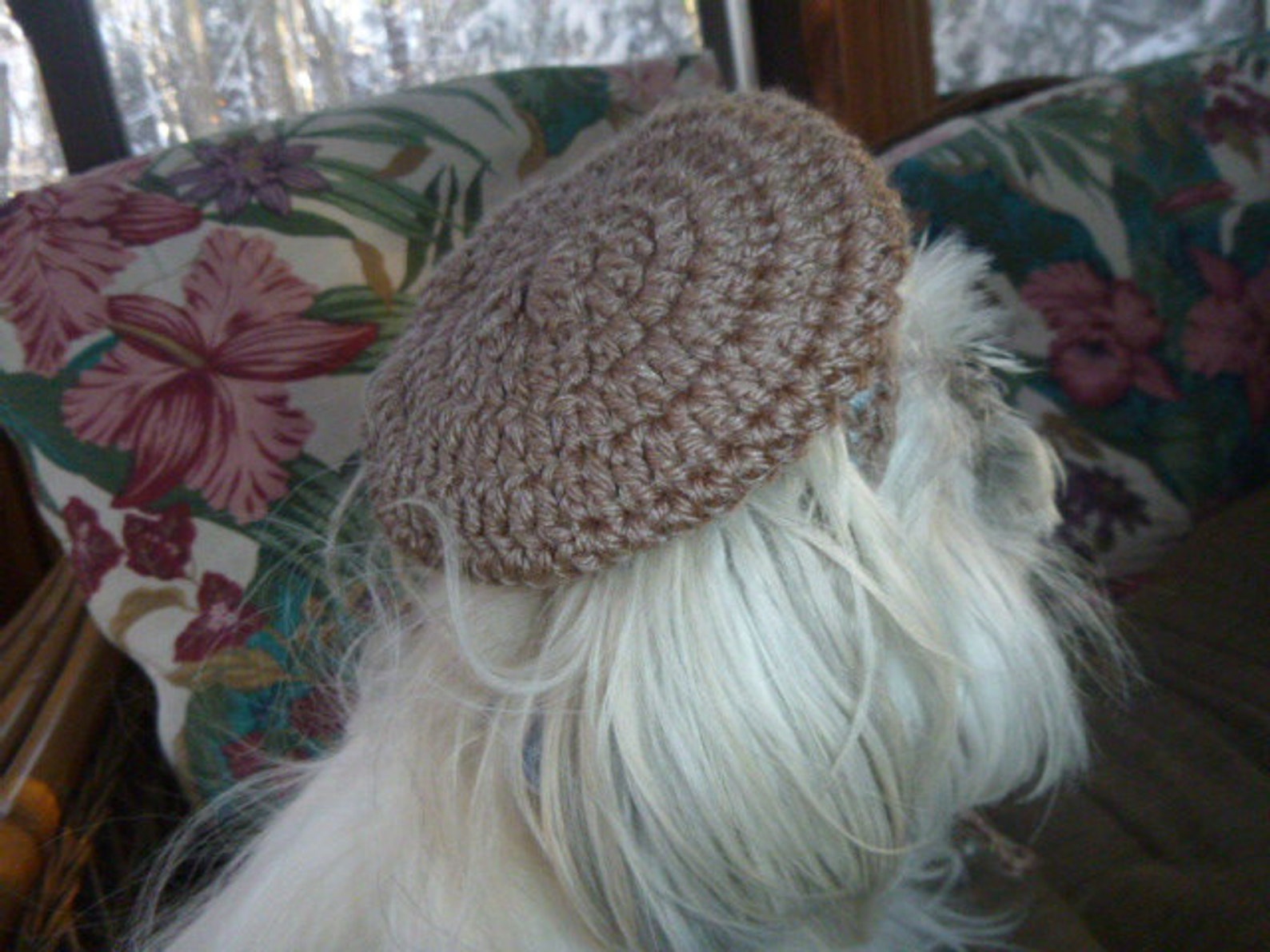 FRENCH BERET Dog Pet Hat 2 to 20 Lb Dog or Cat NEED - Etsy