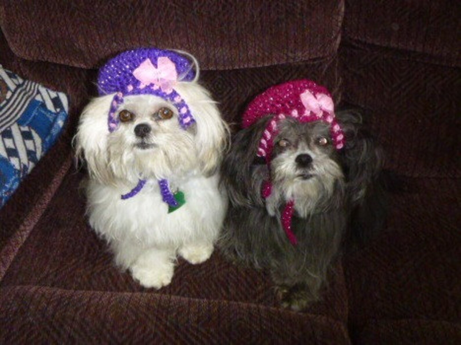 FRENCH BERET Dog Pet Hat 2 to 20 Lb Dog or Cat NEED - Etsy