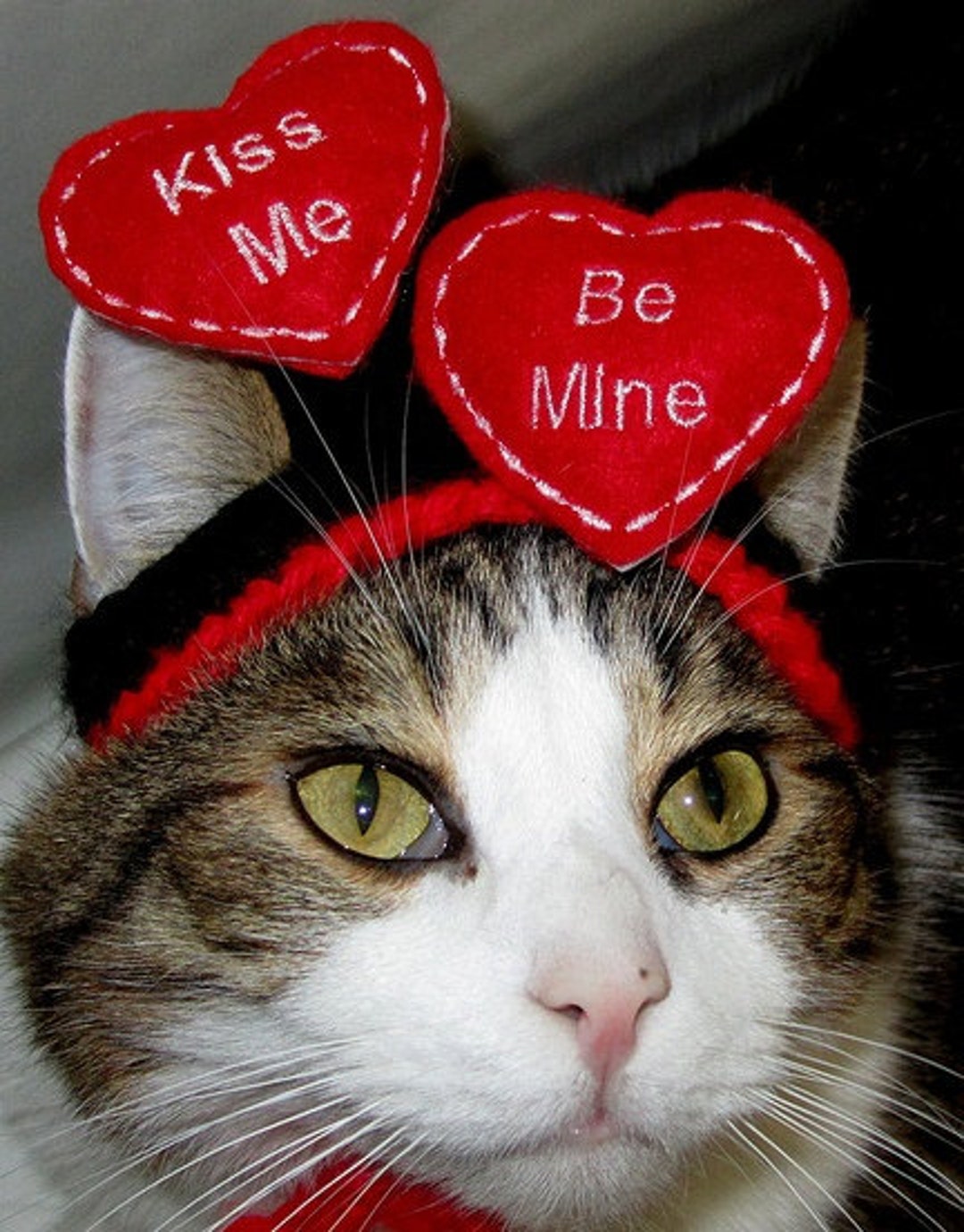 FLOATING HEARTS - WEDDING or Valentine Cat or Dog Hat - Humorous - 2 to ...