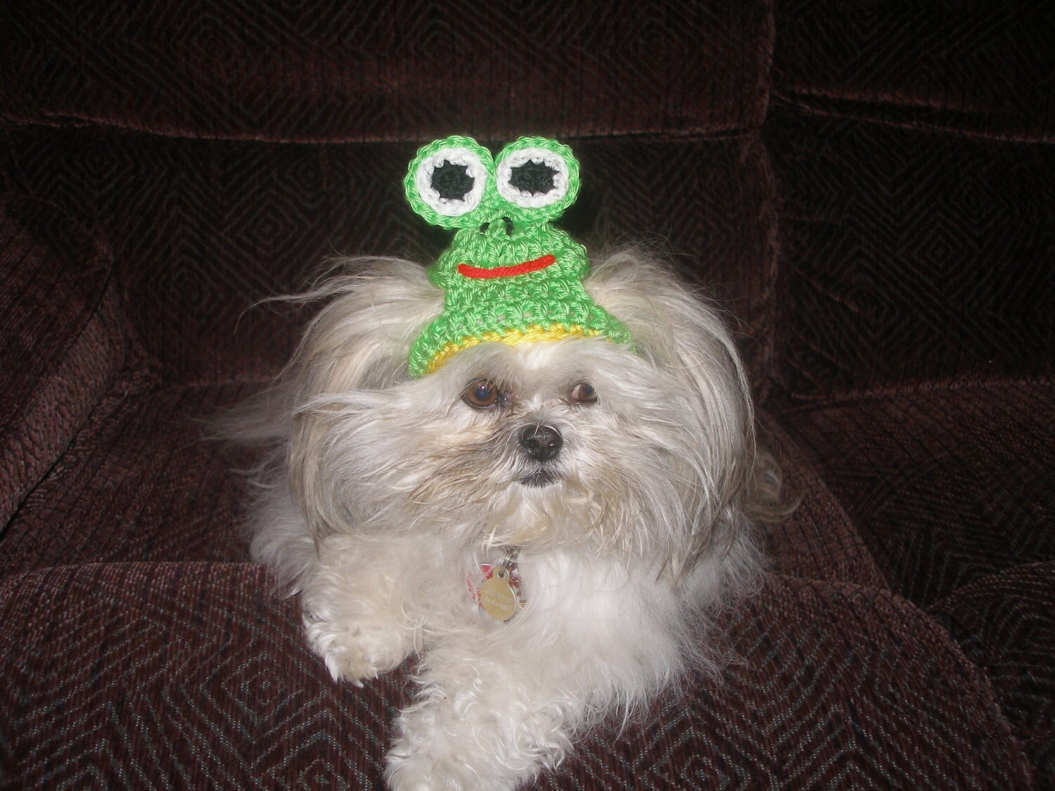 Dog Hat HOPPY FROG Hat Humorous 2 to 20 Lb Pets Need - Etsy