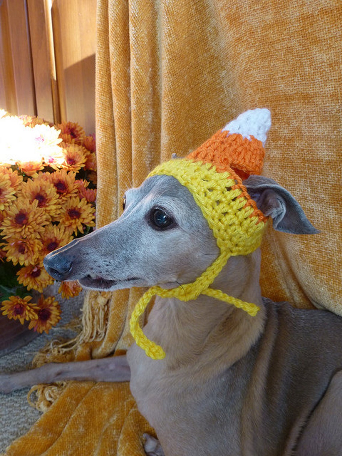 Dog Hat CANDY CORN Thanksgiving Pet Hat Humorous 2 to - Etsy