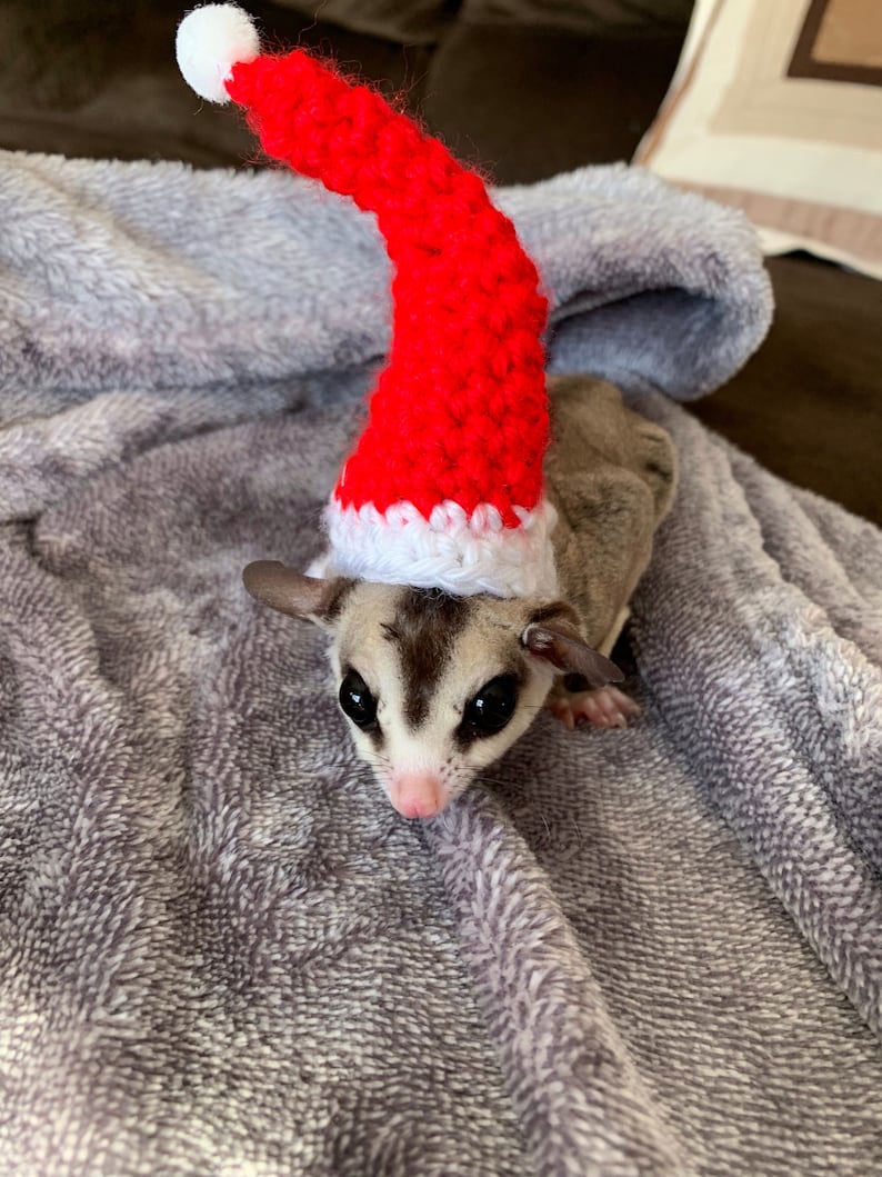 Tiny Pet Hat for Ferret Sugar Glider Guinea Pig Rat Small - Etsy
