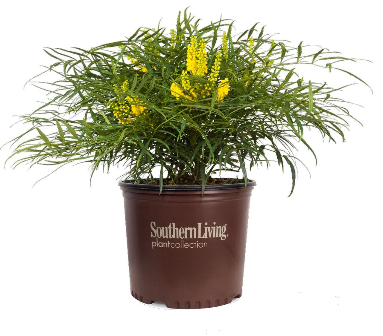 Soft Caress Mahonia Live Potted Plant | Mahonia Bush - Etsy