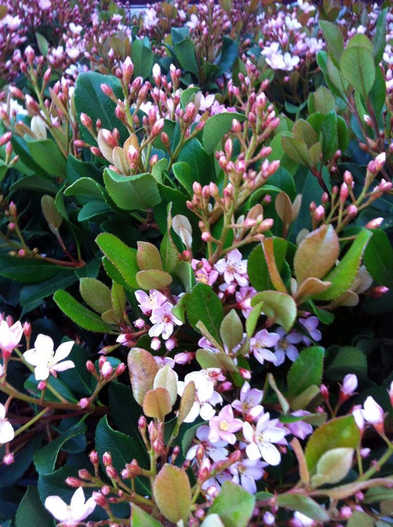 Eleanor Taber Indian Hawthorn Live Potted Plant | Rhaphiolepis Bush - Etsy