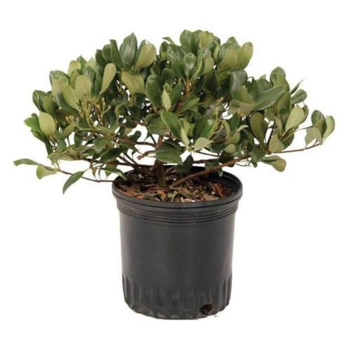 Eleanor Taber Indian Hawthorn Live Potted Plant | Rhaphiolepis Bush - Etsy