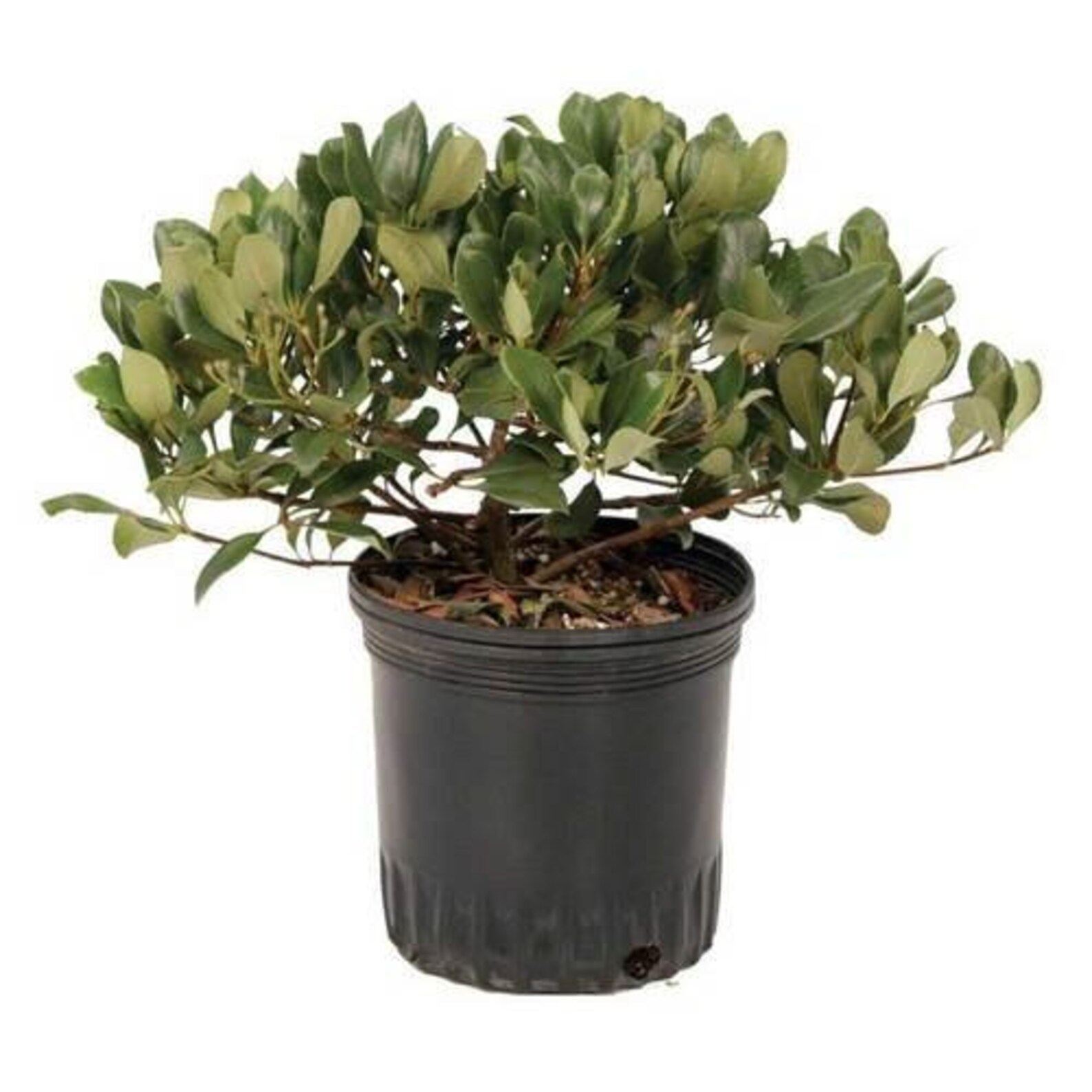 Eleanor Taber Indian Hawthorn Live Potted Plant | Rhaphiolepis Bush - Etsy
