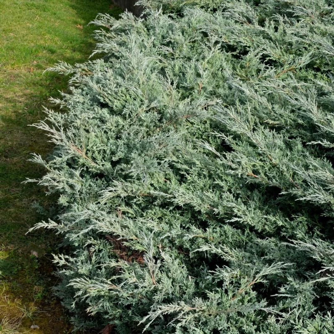 Parsoni Juniper Live Potted Plant | Juniperus Bush - Etsy