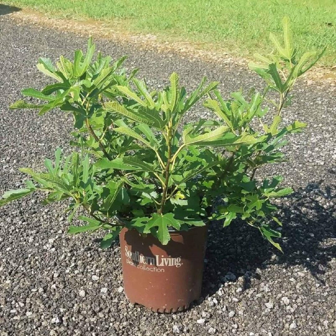 Little Miss Figgy Dwarf Fig Live Potted Plant | Ficus Bush - Etsy