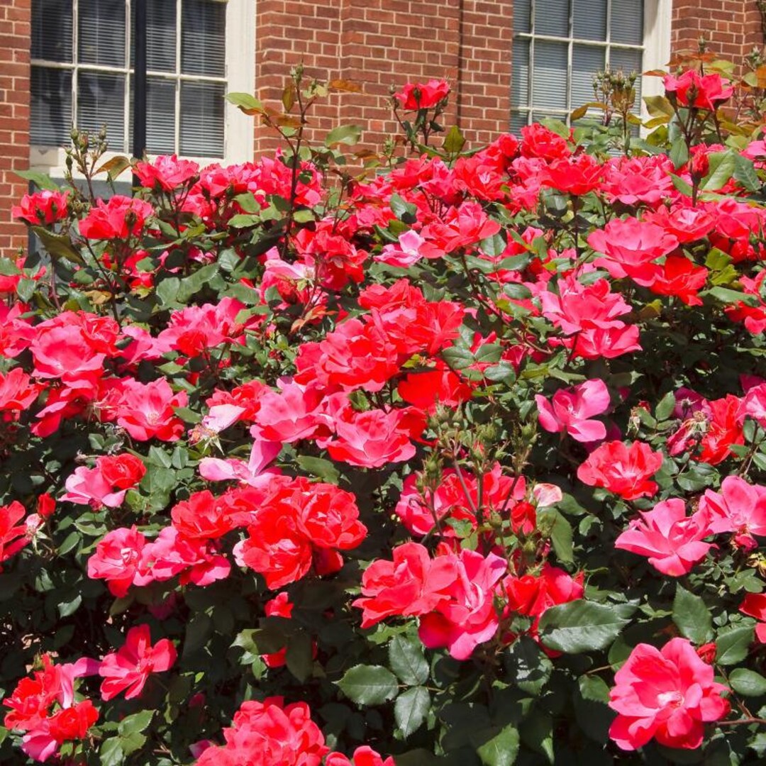 Red Knock Out Rose Live Potted Plant | Rosa Bush - Etsy