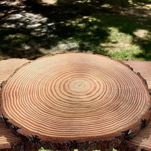 Tree Slices, Wood Rounds, Wall Sculpture, XL Customize Colors, Qty ...