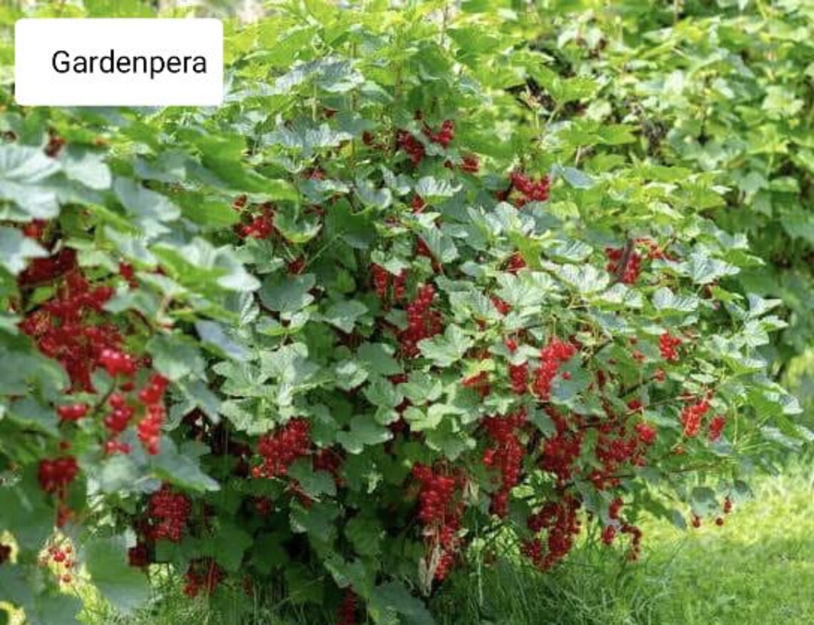 Red Currant, _ribes Rubrum, Fruit Tree 4 Fresh Rootless Cuttings - Etsy ...