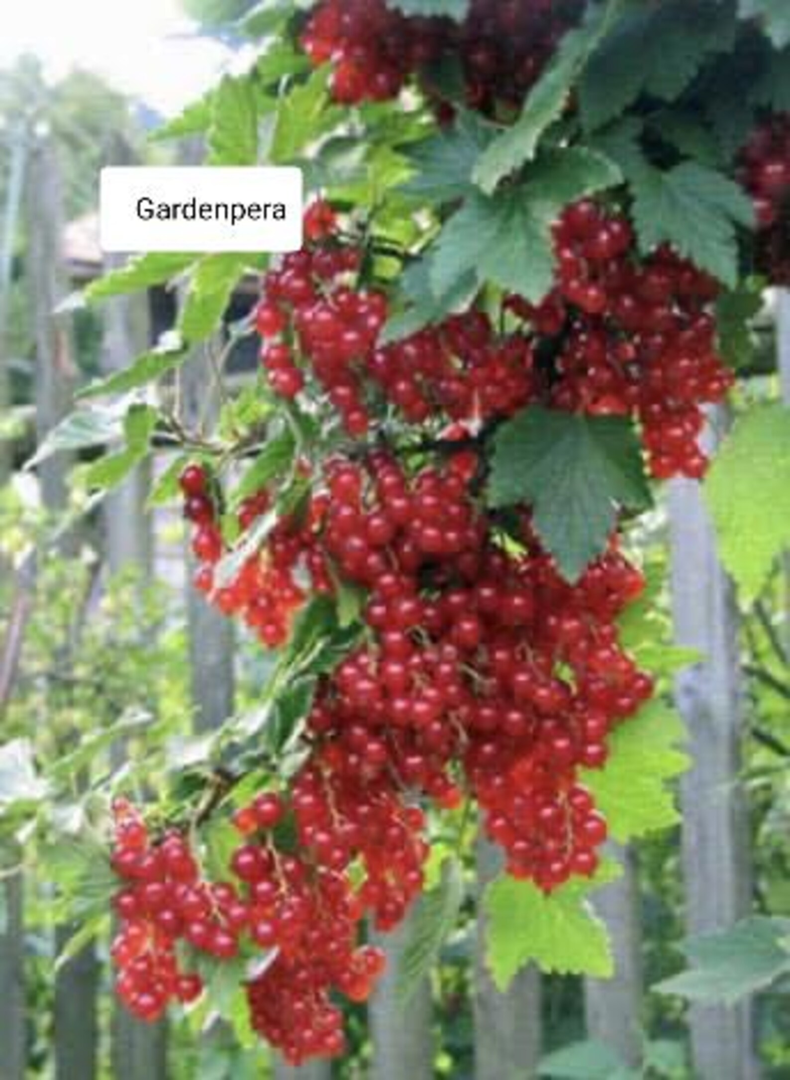 Red Currant, _ribes Rubrum, Fruit Tree 4 Fresh Rootless Cuttings - Etsy ...