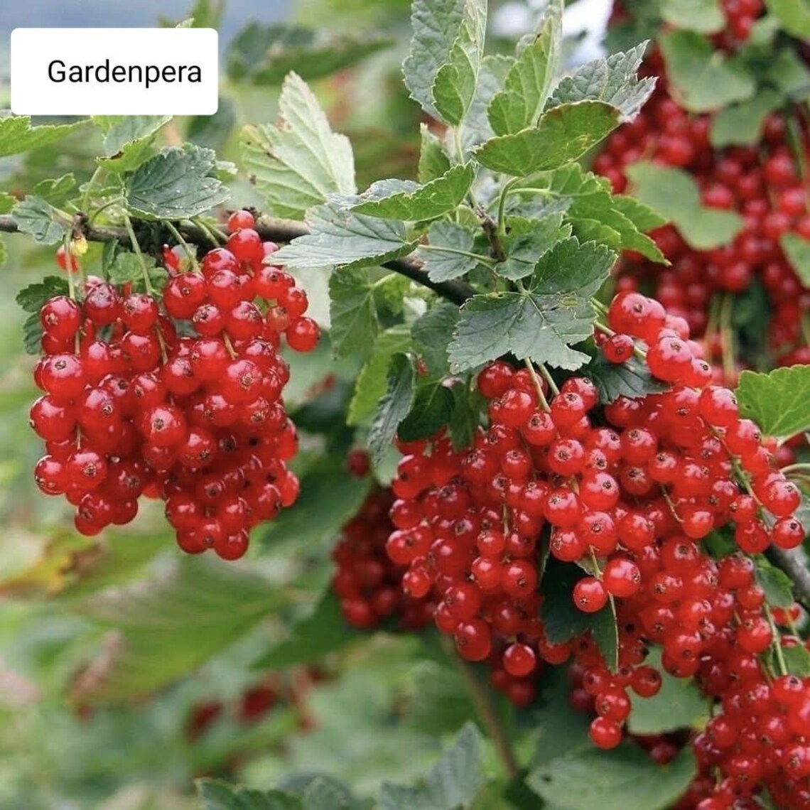 Red Currant, _ribes Rubrum, Fruit Tree 4 Fresh Rootless Cuttings - Etsy ...