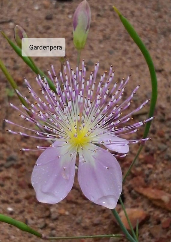 Caper Flower Seeds