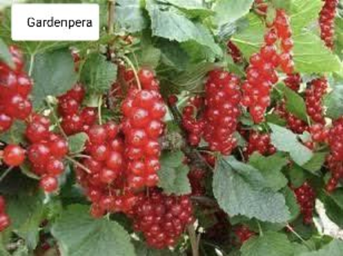 Red Currant, _ribes Rubrum, Fruit Tree 4 Fresh Rootless Cuttings - Etsy ...