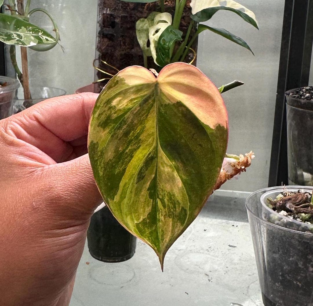 Variegated Micans Philodendron pink Available - Etsy