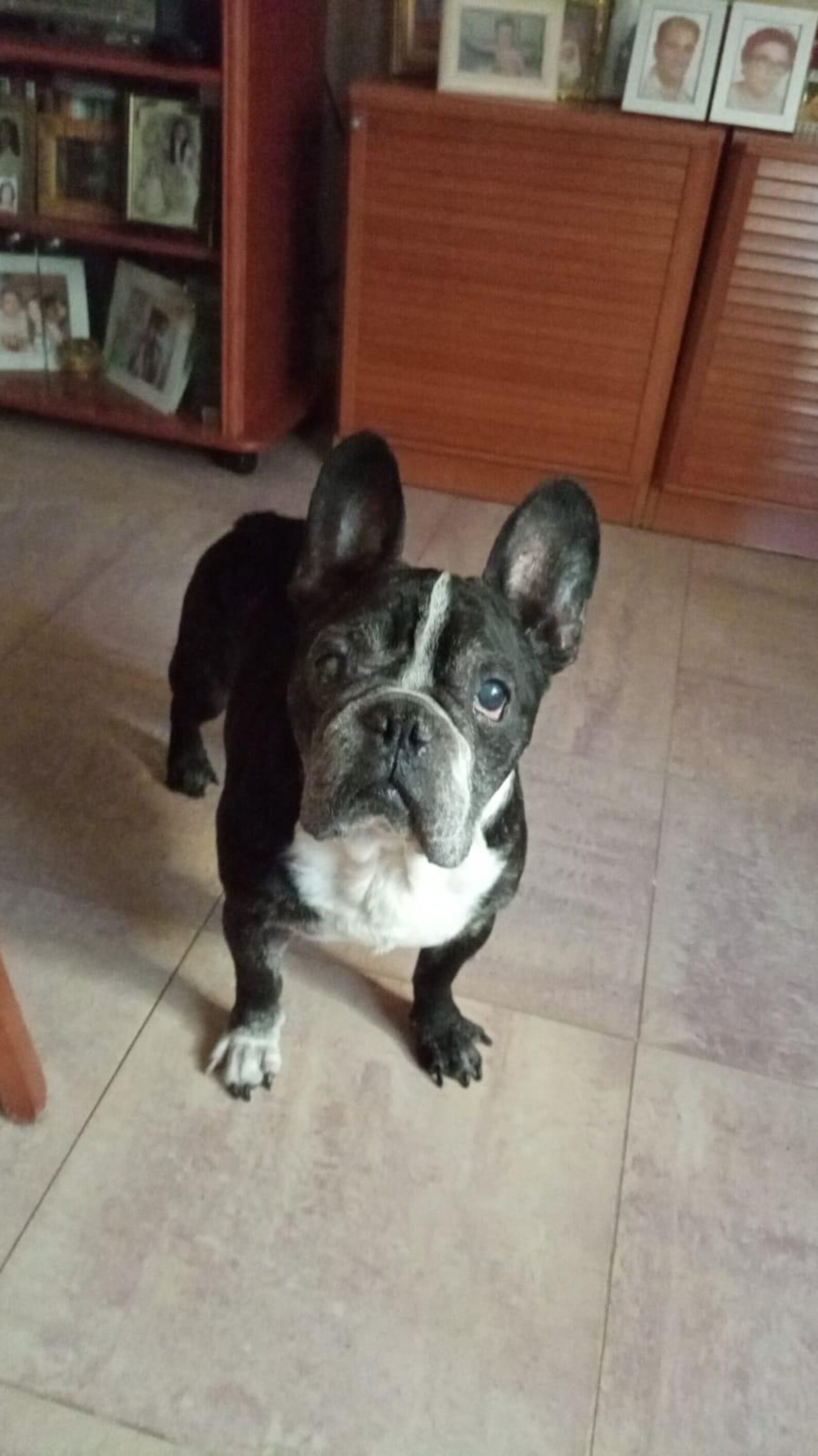 Tufting Custom Rug, Handmade Dog Pets Animals Design Personalized ...