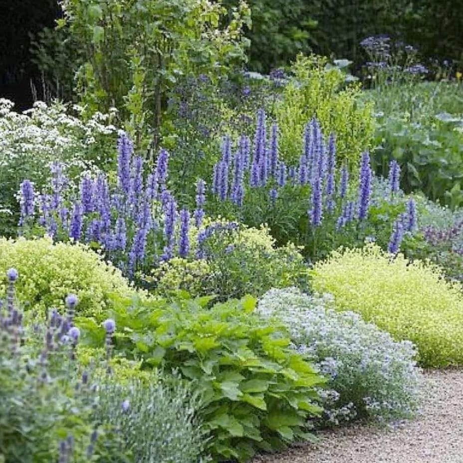 Mediterranean Garden Design Border (full Sun) - Etsy